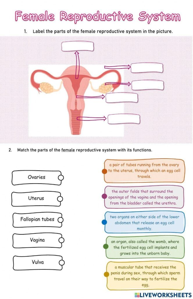 Printable Worksheet Female Reproductive System - Creative Kids